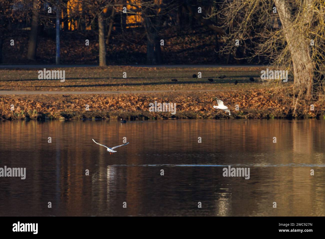 Nürnberg, Deutschland. Januar 2024. Schwarzmöwen (Chroicocephalus ...