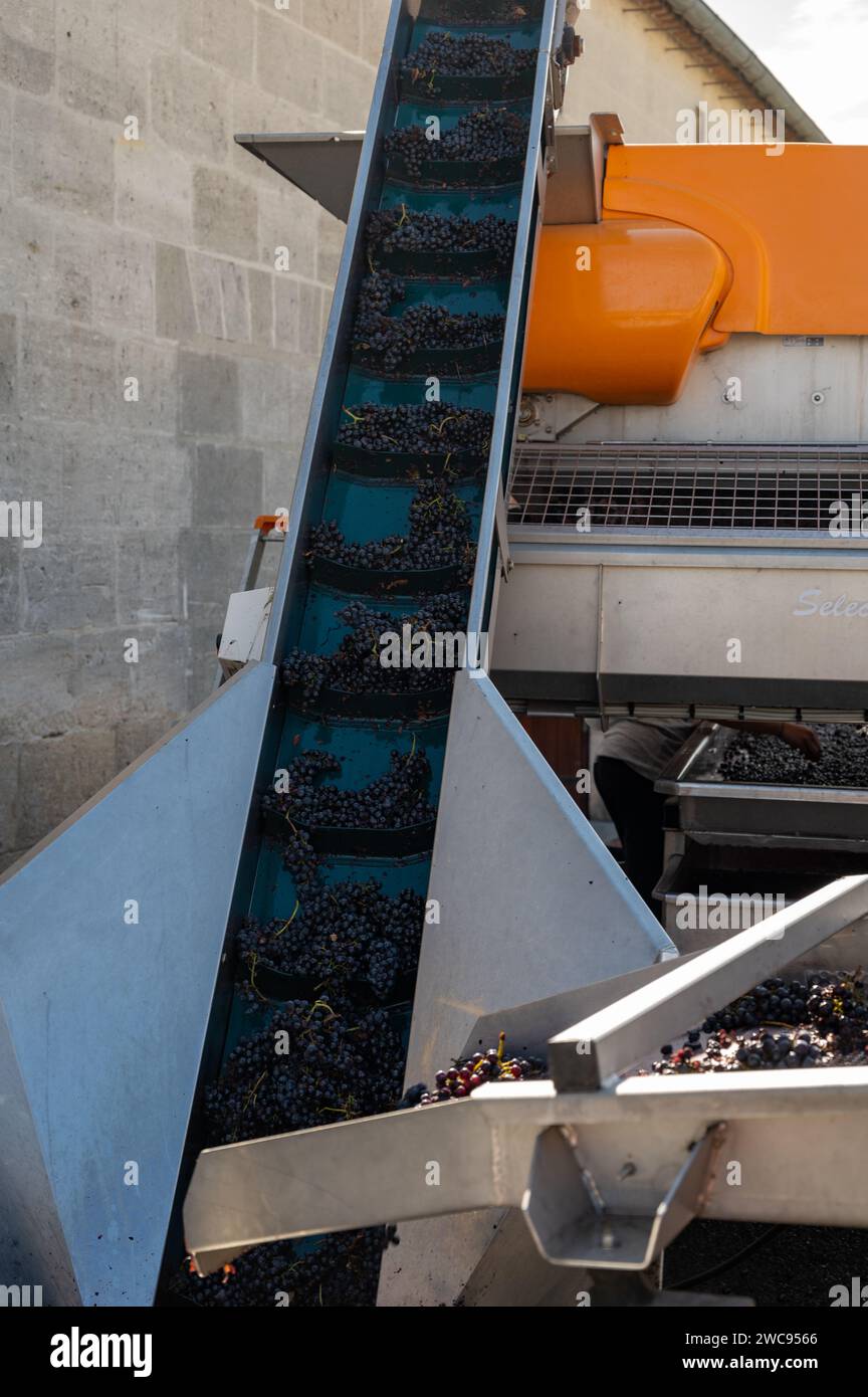 Sortierband, Erntearbeiten im Weinbaugebiet Saint-Emilion am rechten ...