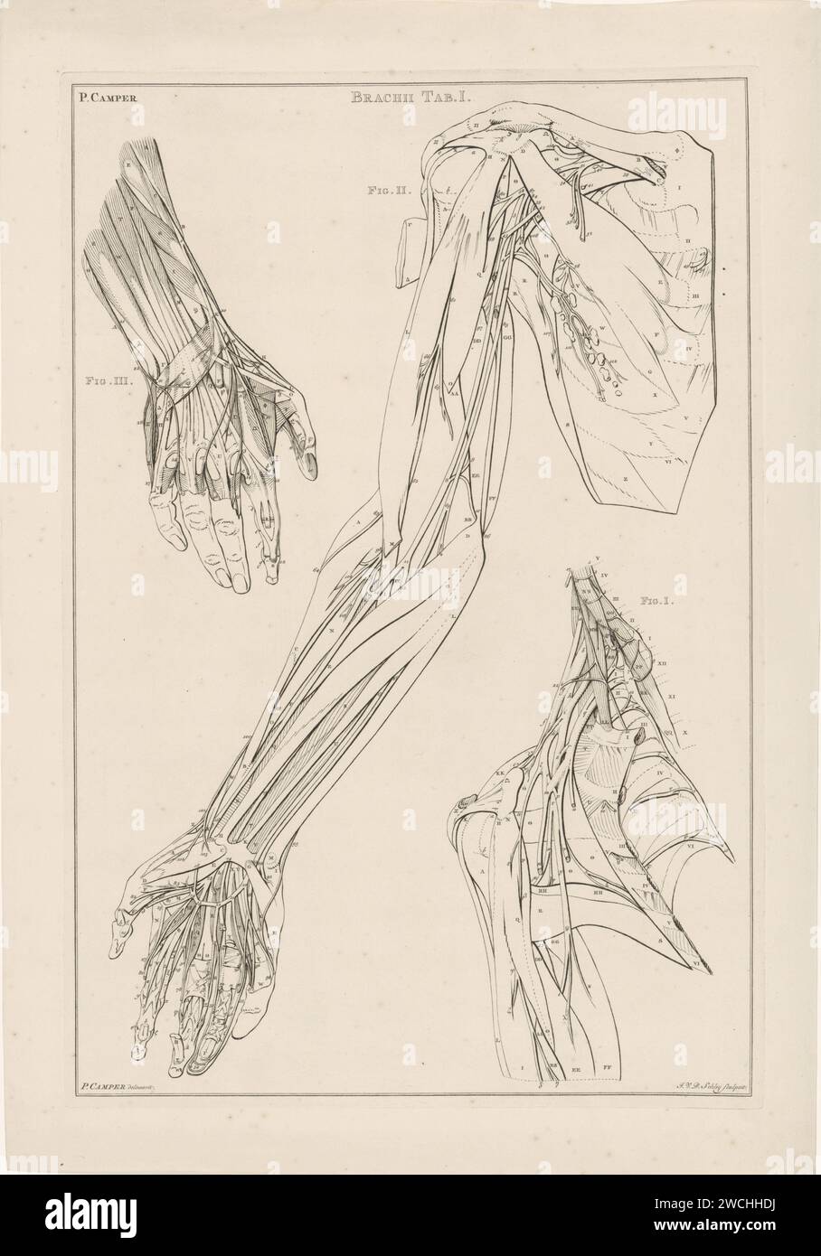 Nummerierte anatomie -Fotos und -Bildmaterial in hoher Auflösung – Alamy