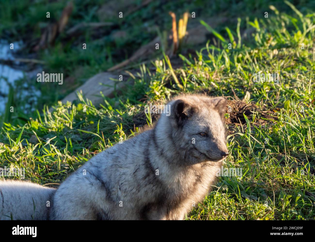 Polarfuchs, auch bekannt als Weißfuchs, Polarfuchs oder Schneefuchs in ...