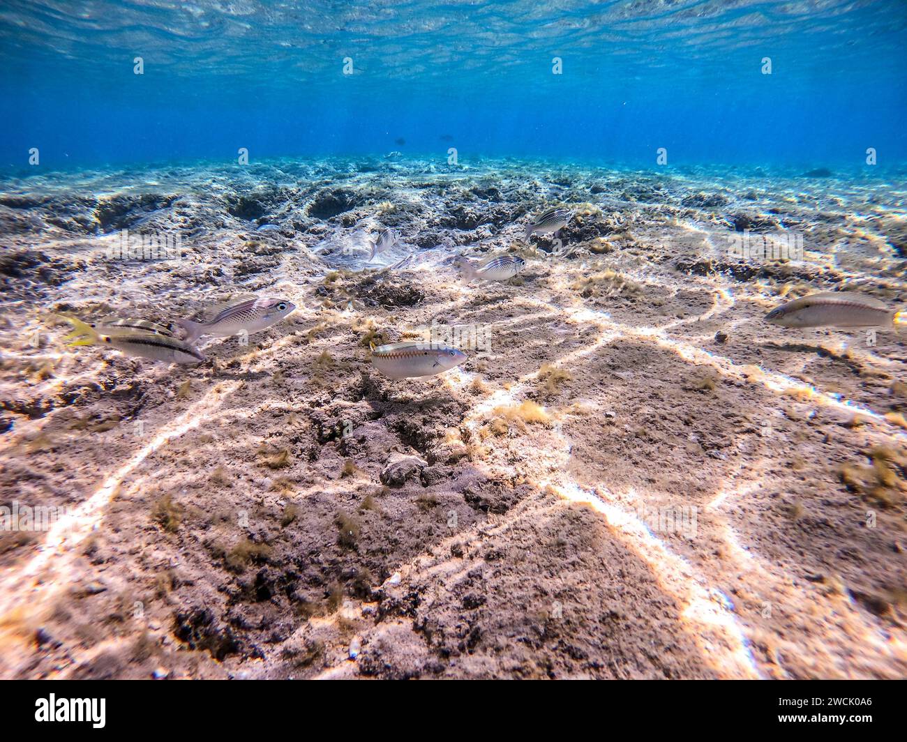 Arabischer Spinecheek, bekannt als Scolopsis Ghanam unter Wasser am ...