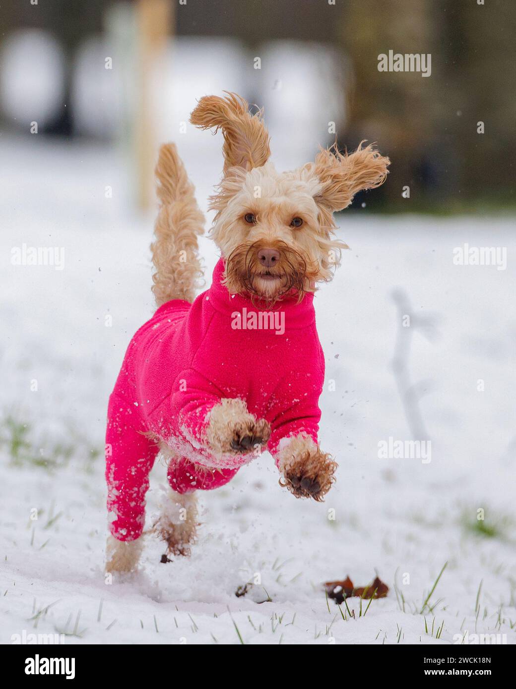 Adele Irwin's Cockapoo Luna spielt im Schnee bei einem Spaziergang im ...