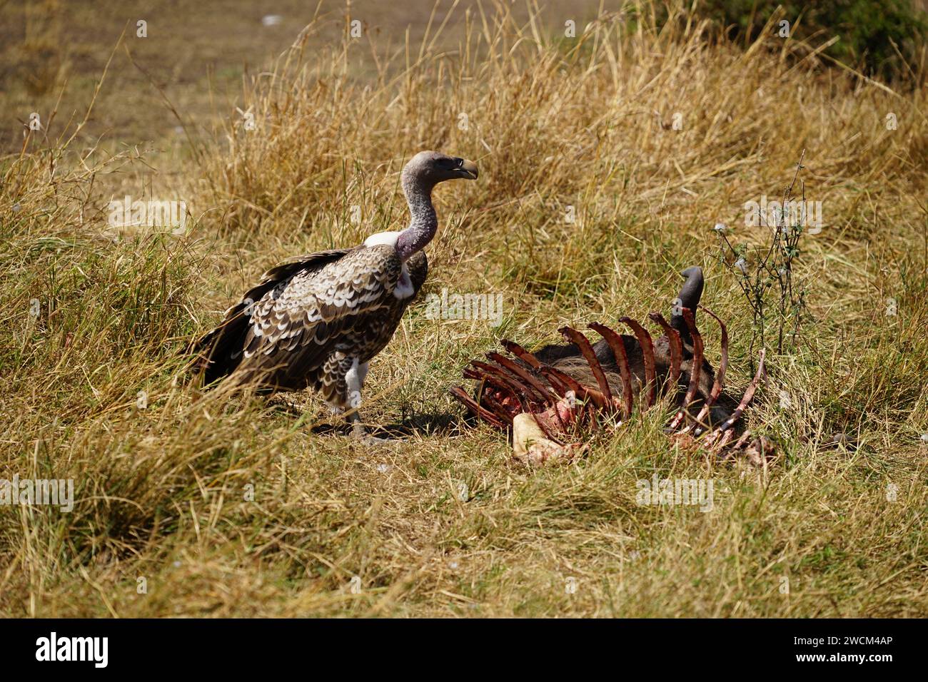 Geier tanzania safari wildlife -Fotos und -Bildmaterial in hoher ...