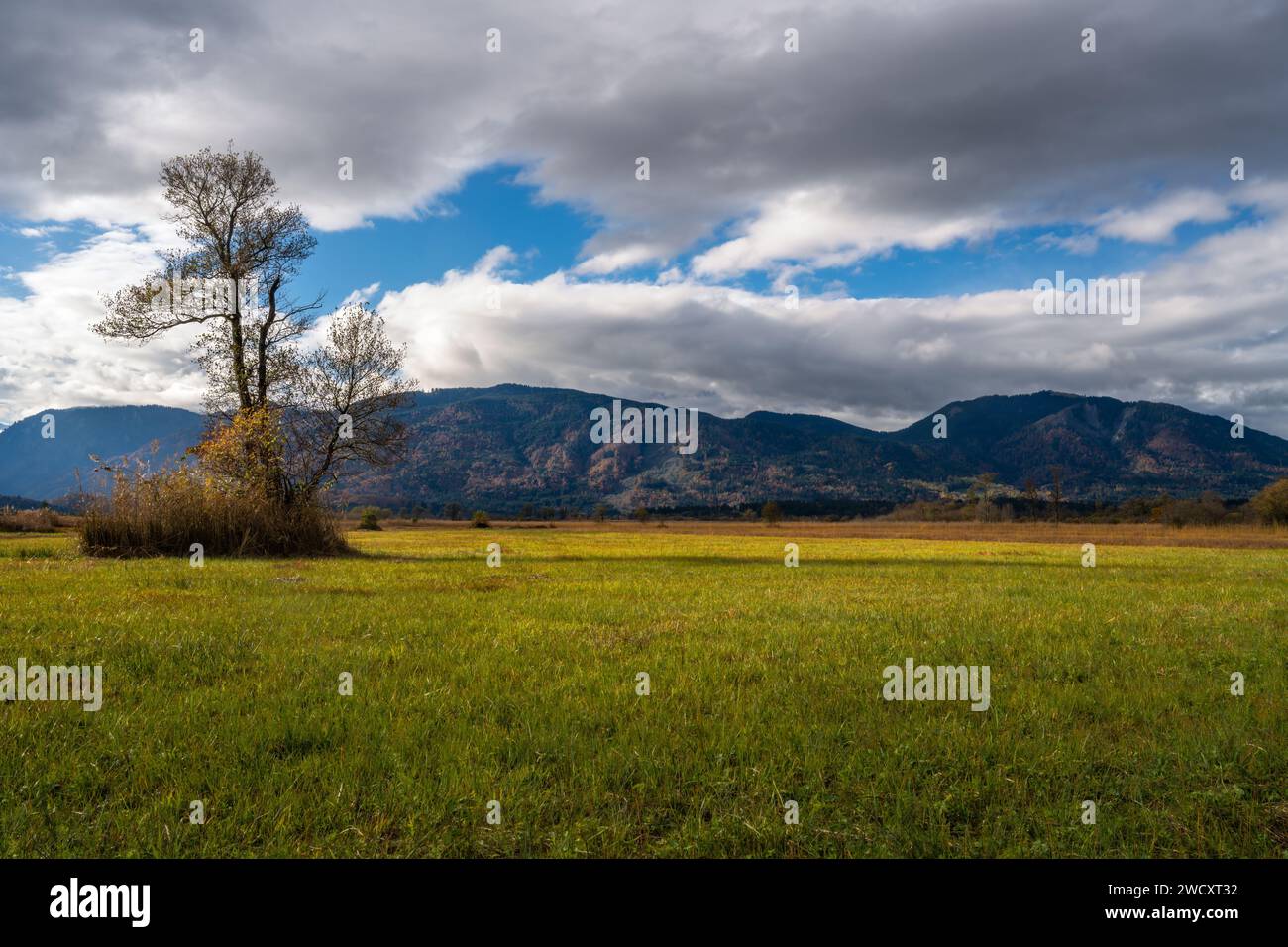 Wiese mit moos -Fotos und -Bildmaterial in hoher Auflösung – Alamy