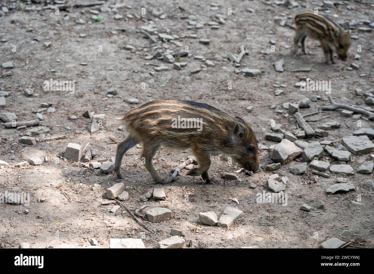 Wildschwein baby -Fotos und -Bildmaterial in hoher Auflösung – Alamy