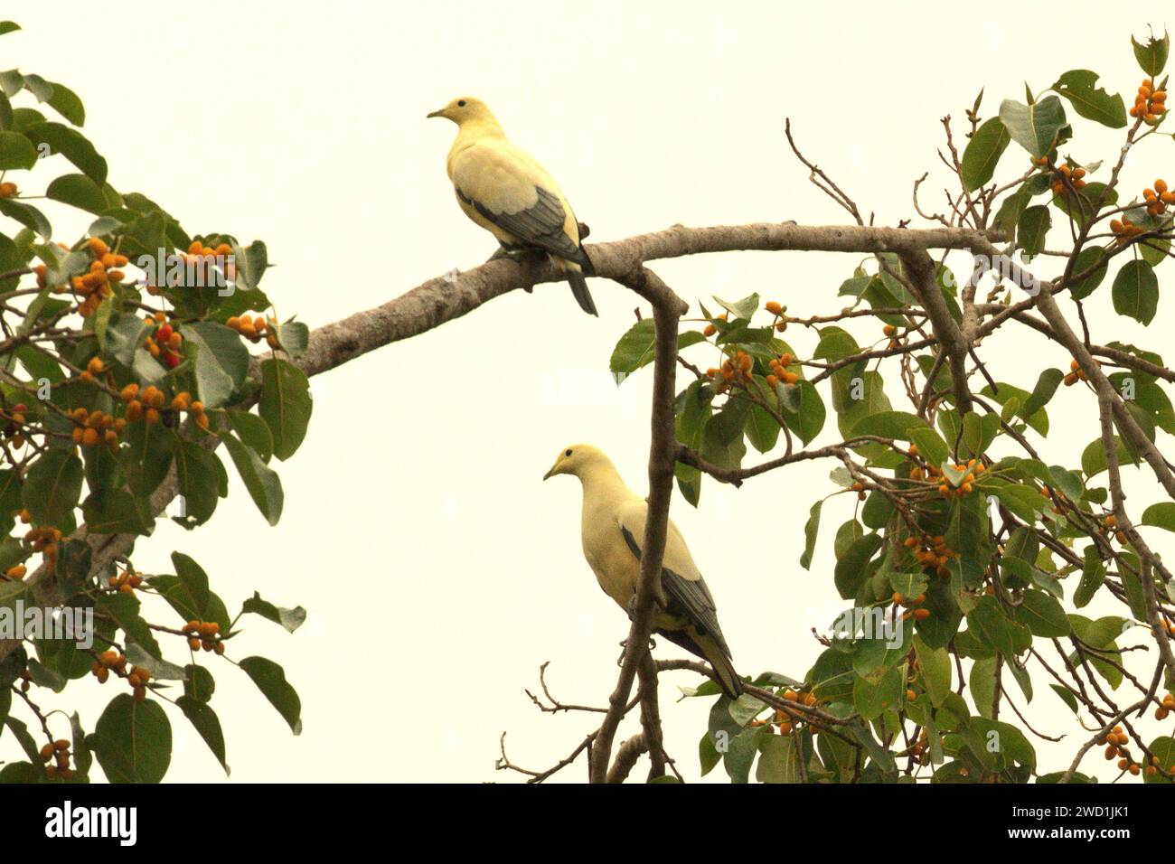 Zwei Exemplare der Kaisertaube mit Silberspitze (Ducula luctuosa ...