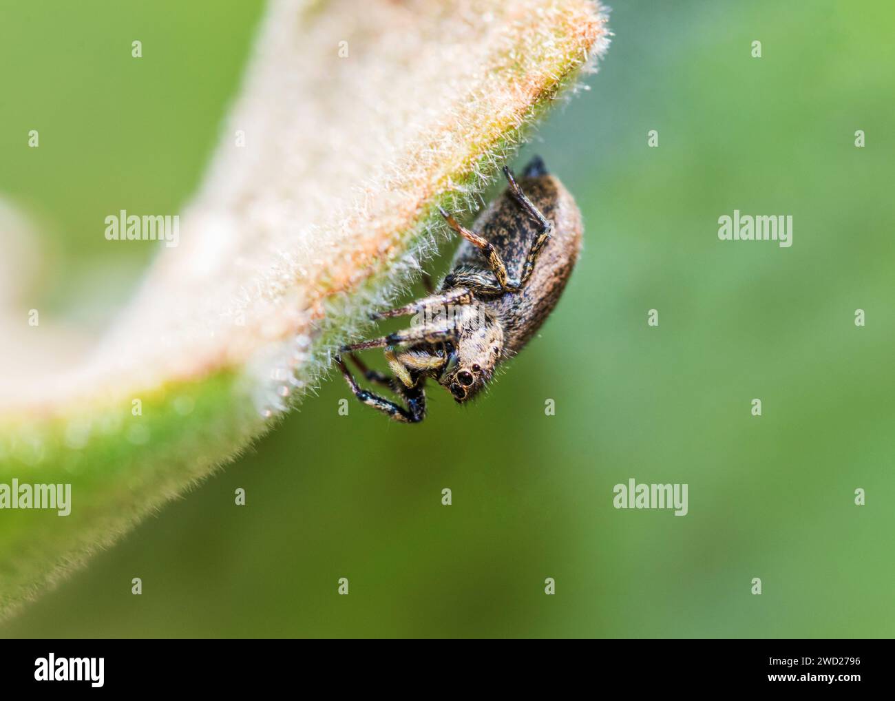 Spinnen anzeigen -Fotos und -Bildmaterial in hoher Auflösung – Alamy