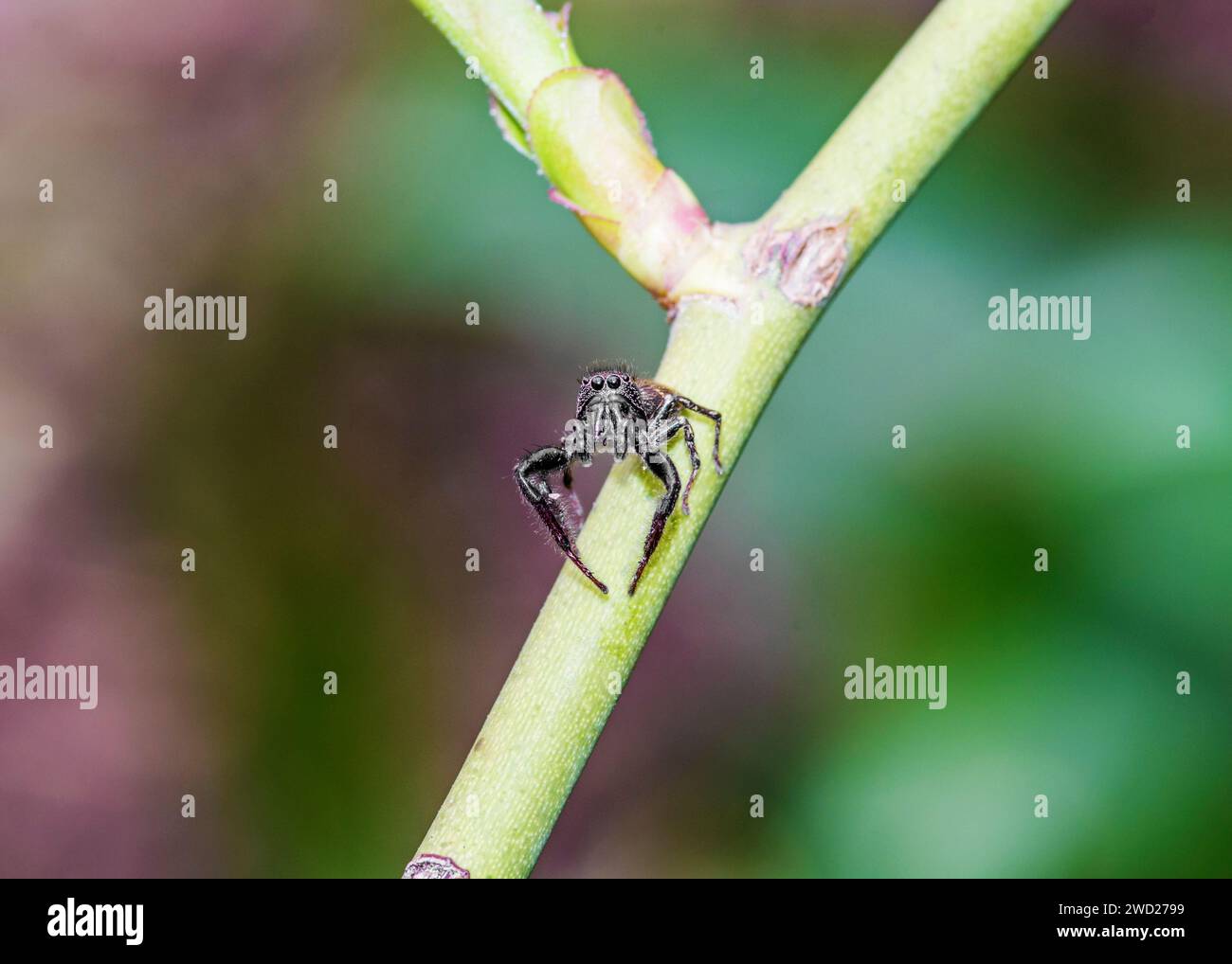 Spinnen anzeigen -Fotos und -Bildmaterial in hoher Auflösung – Alamy