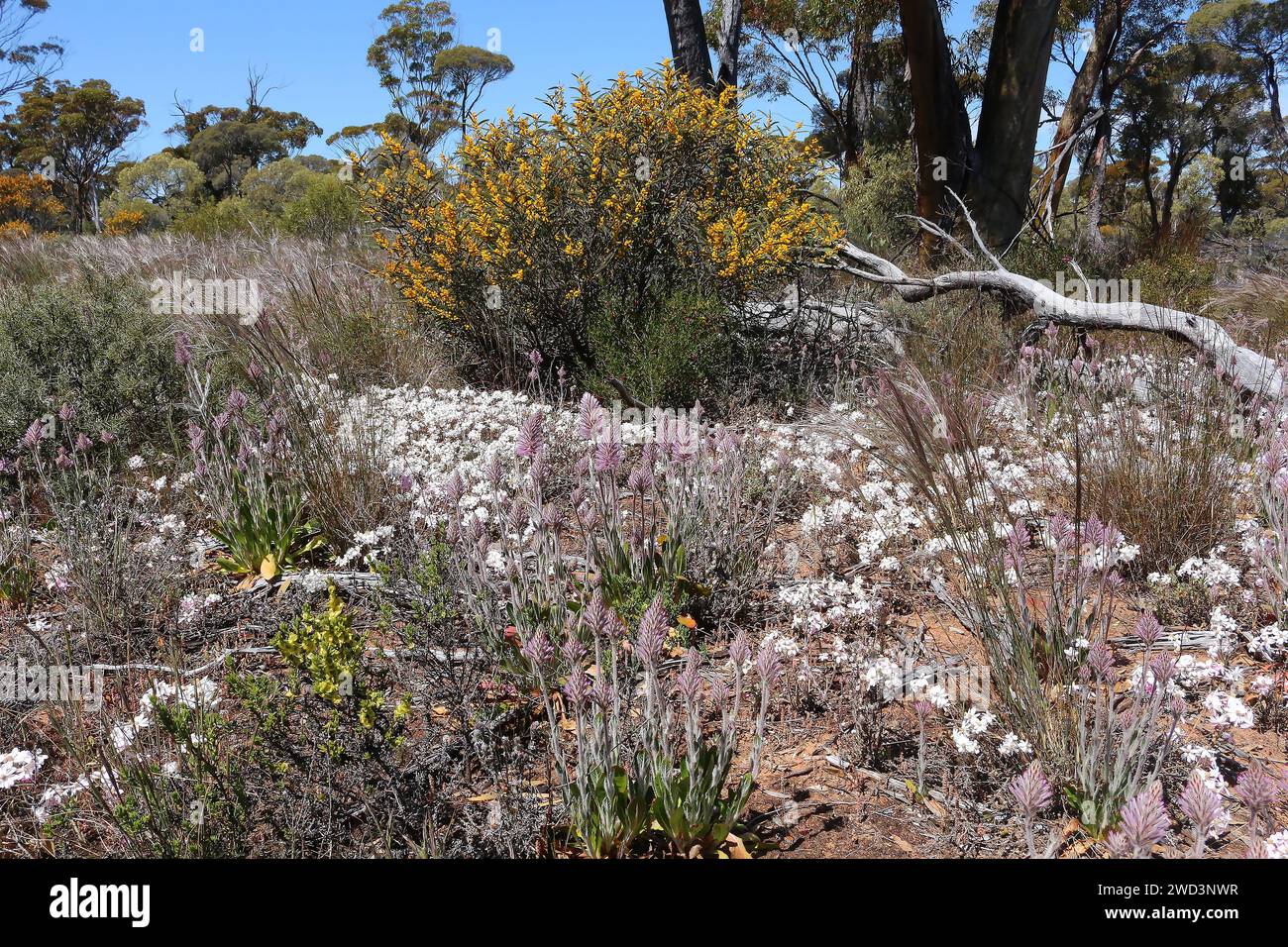 Der Frühling im Outback Westaustraliens, wenn endemische Wildblumen wie ...