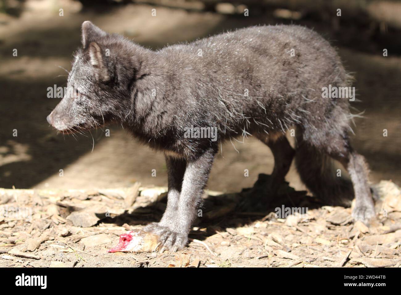 Der Polarfuchs (Vulpes lagopus), auch bekannt als Weißfuchs, Polarfuchs ...