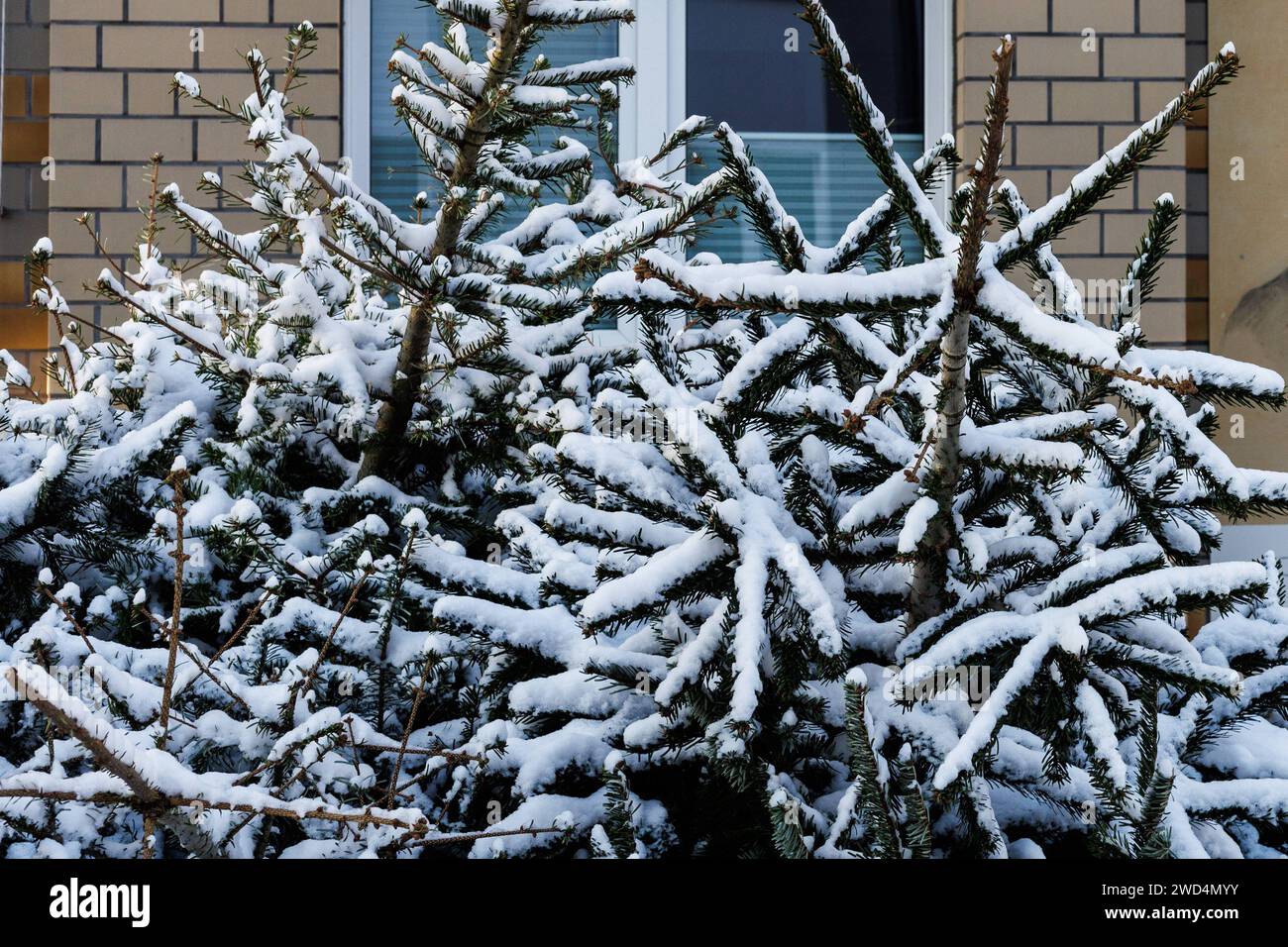 Tief Gertrude bringt Schnee nach Düsseldorf tief Gertrude bringt Schnee nach Düsseldorf am 18.01 ...