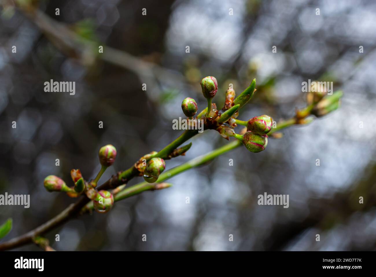 Blumiger Hintergrund mit weißen Blumen und grünen Blättern ...
