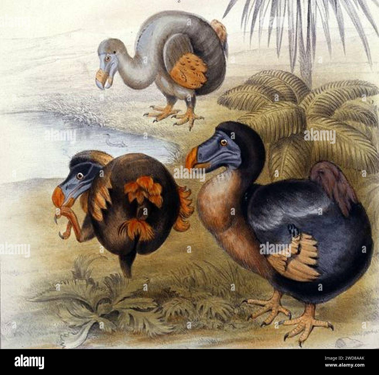 Die dodos -Fotos und -Bildmaterial in hoher Auflösung – Alamy