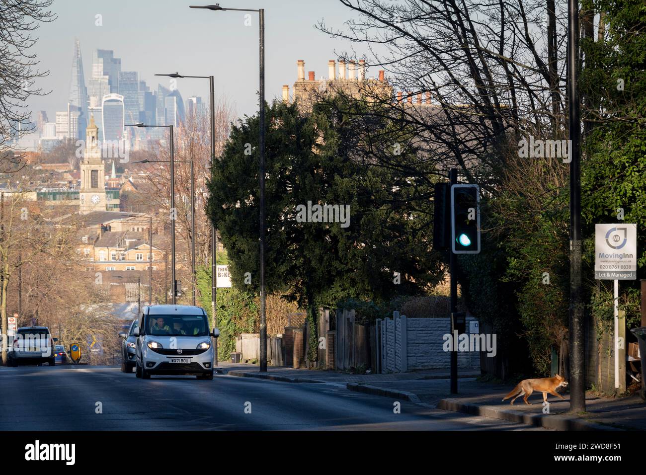 Ein Stadtfuchs (Vulpes vulpes) stürzt am 18. Januar 2024 auf dem ...