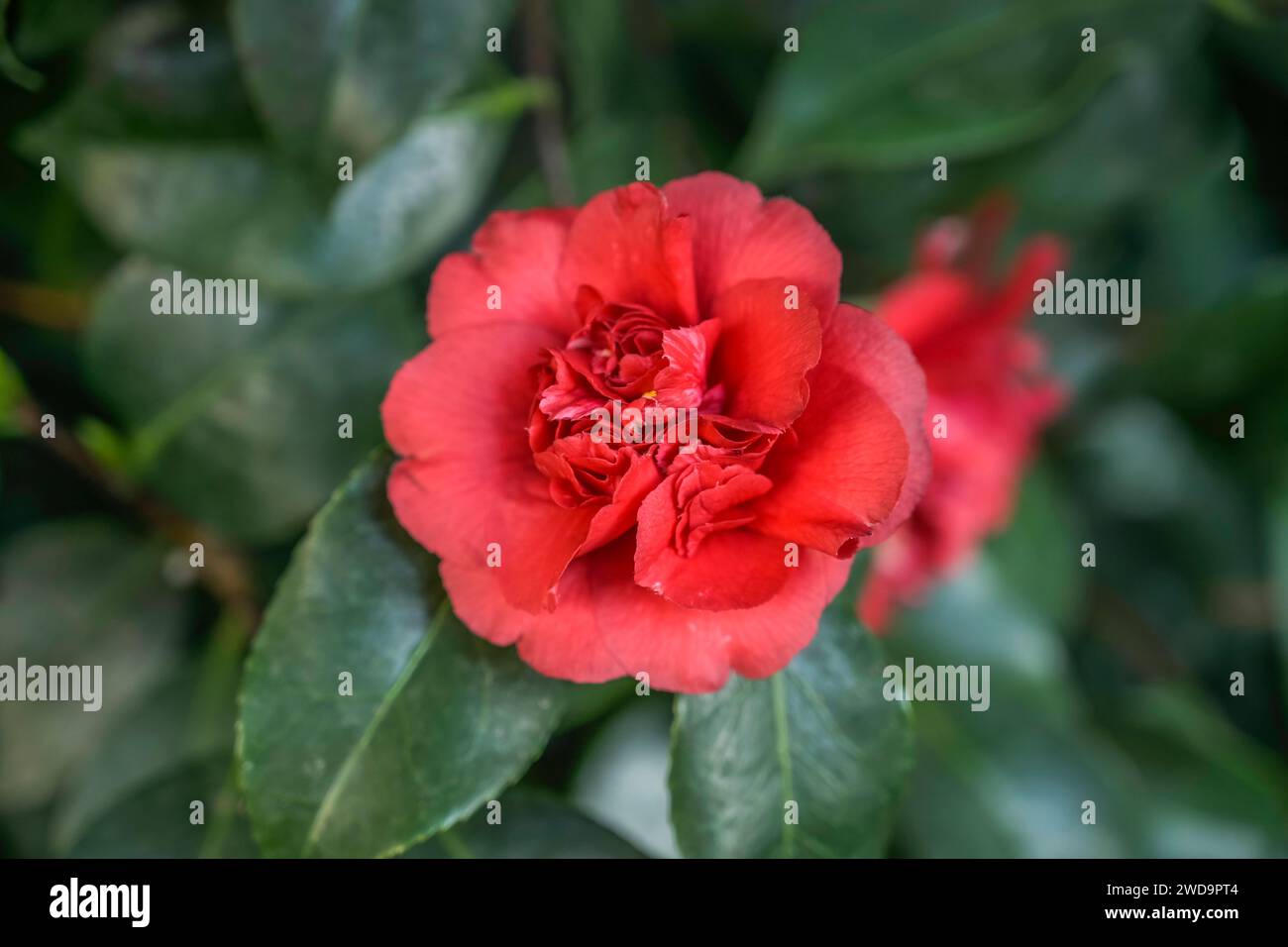 Blüte, Kamelie, Camellia japonica Althaeiflora Blüte, Kamelie, Camellia ...