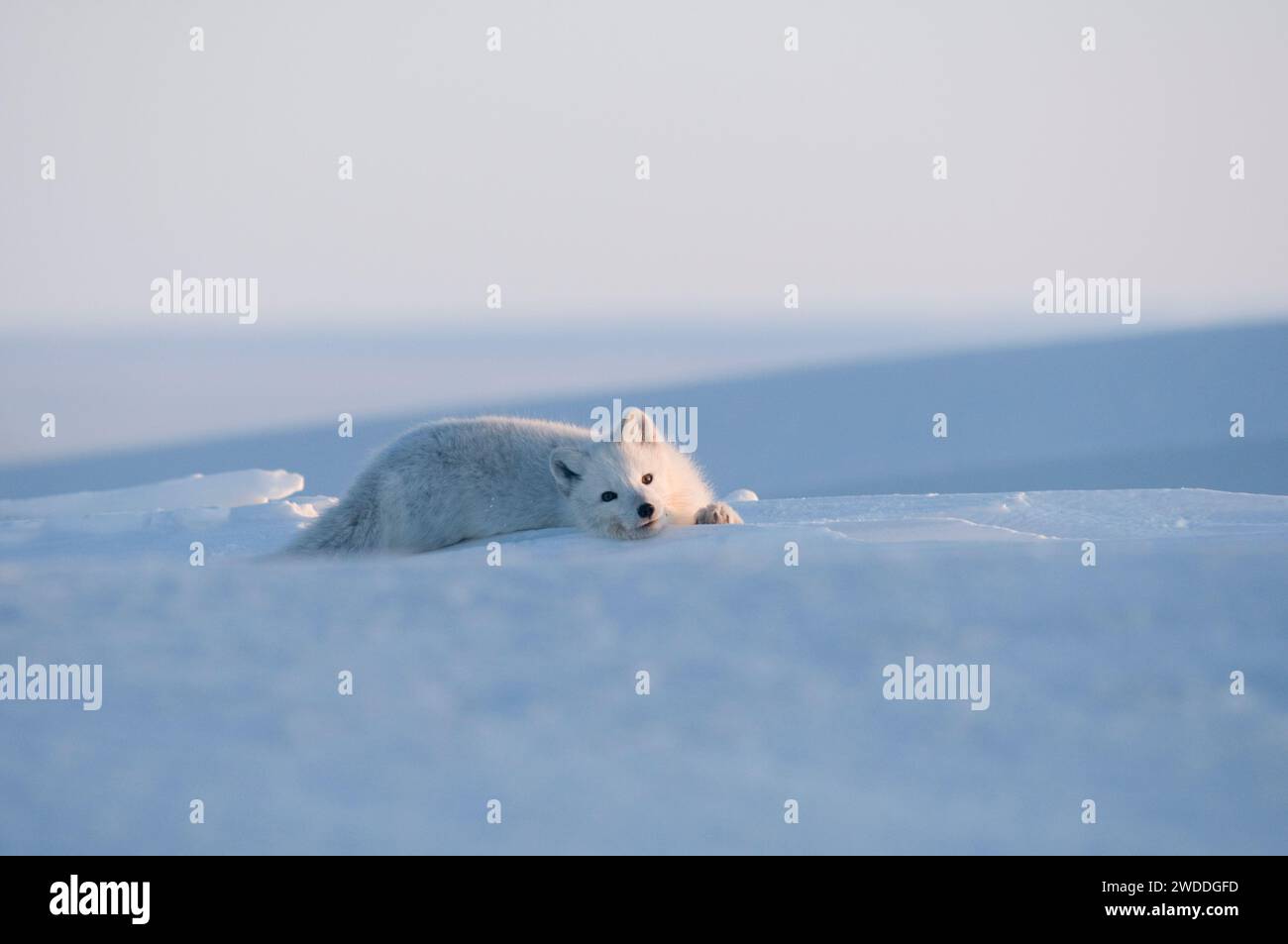 der polarfuchs Alopex lagopus wacht auf und ruht in seinem Winterfell ...