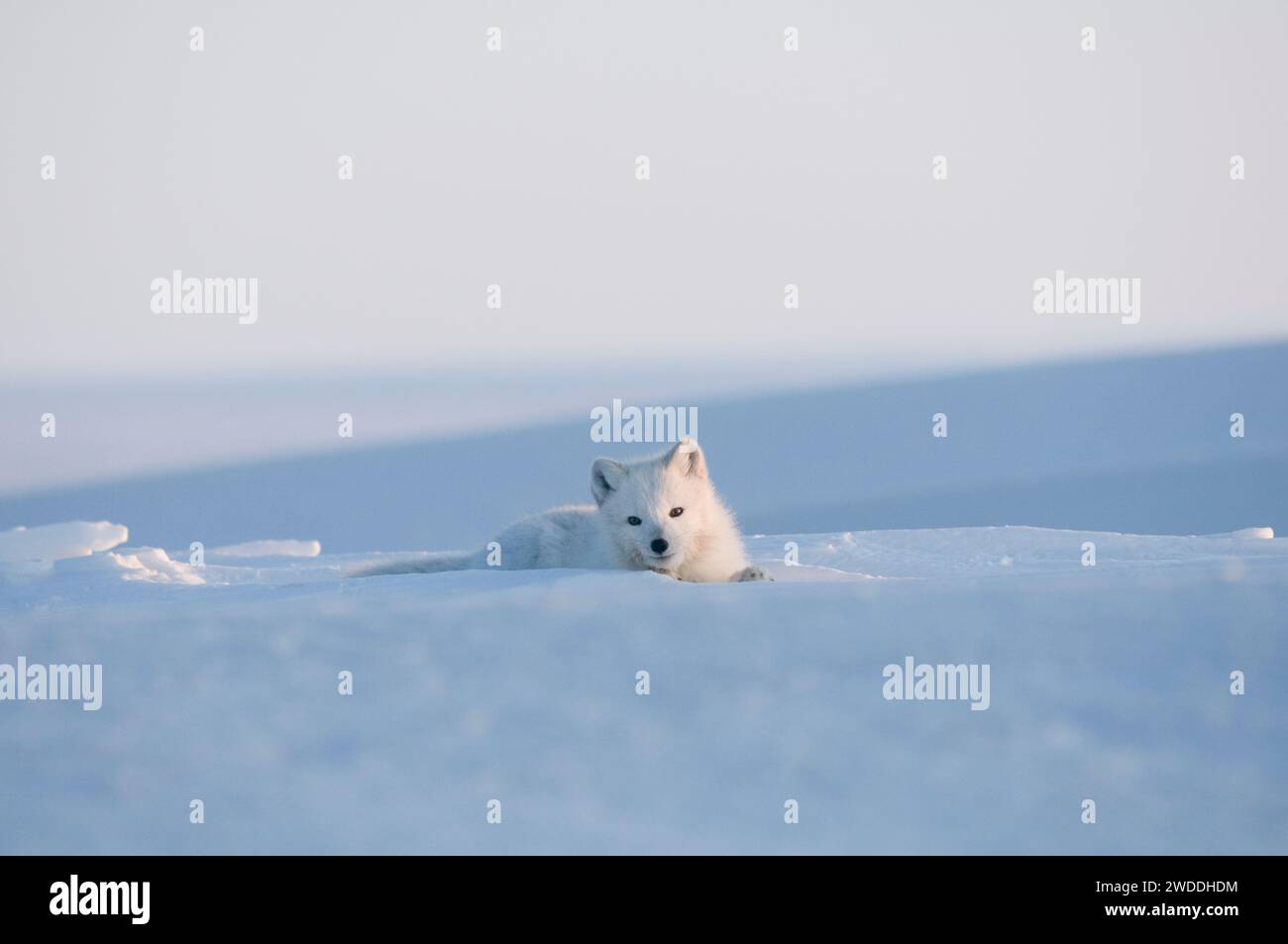 der polarfuchs Alopex lagopus wacht auf und ruht in seinem Winterfell ...