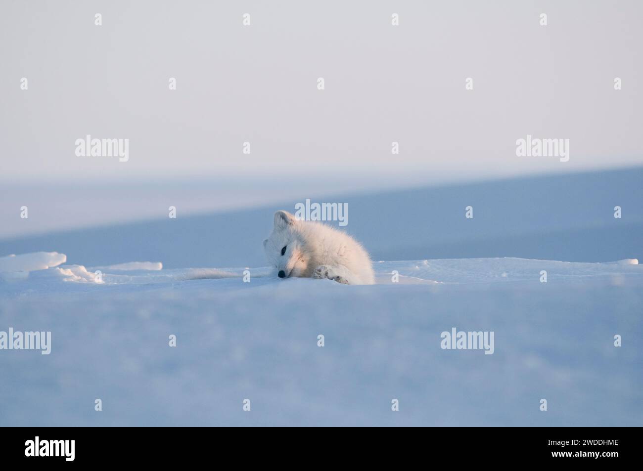 der polarfuchs Alopex lagopus wacht auf und ruht in seinem Winterfell ...