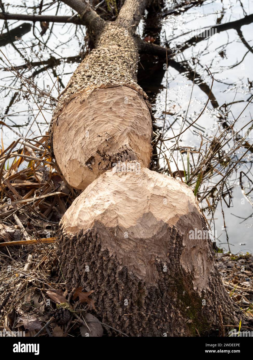Umgesturzter Baum Beschadigt Nachbargrundstuck