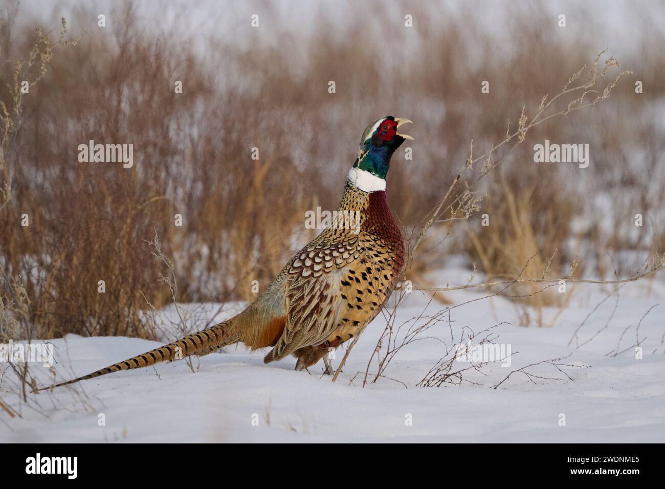 Im spielfoto -Fotos und -Bildmaterial in hoher Auflösung – Alamy