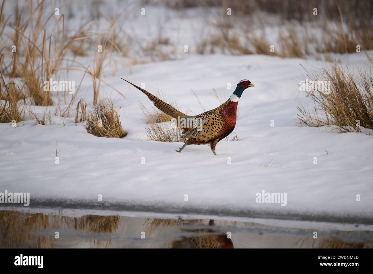 Im spielfoto -Fotos und -Bildmaterial in hoher Auflösung – Alamy