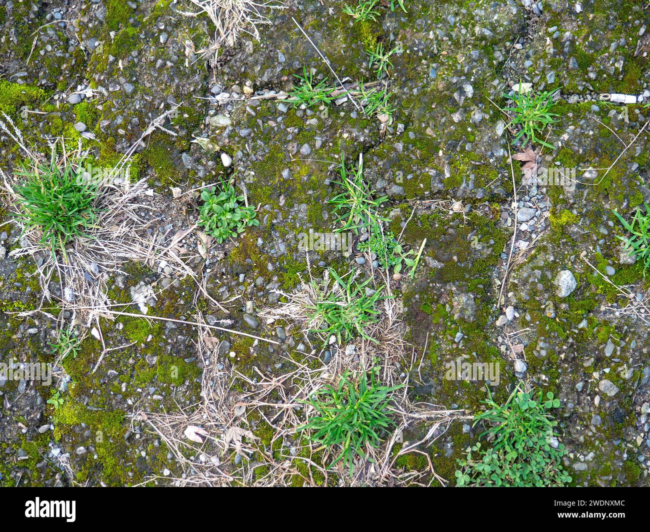 Hintergrund aus alten Kacheln. Pflaster aus Betonplatten. Moos zwischen ...