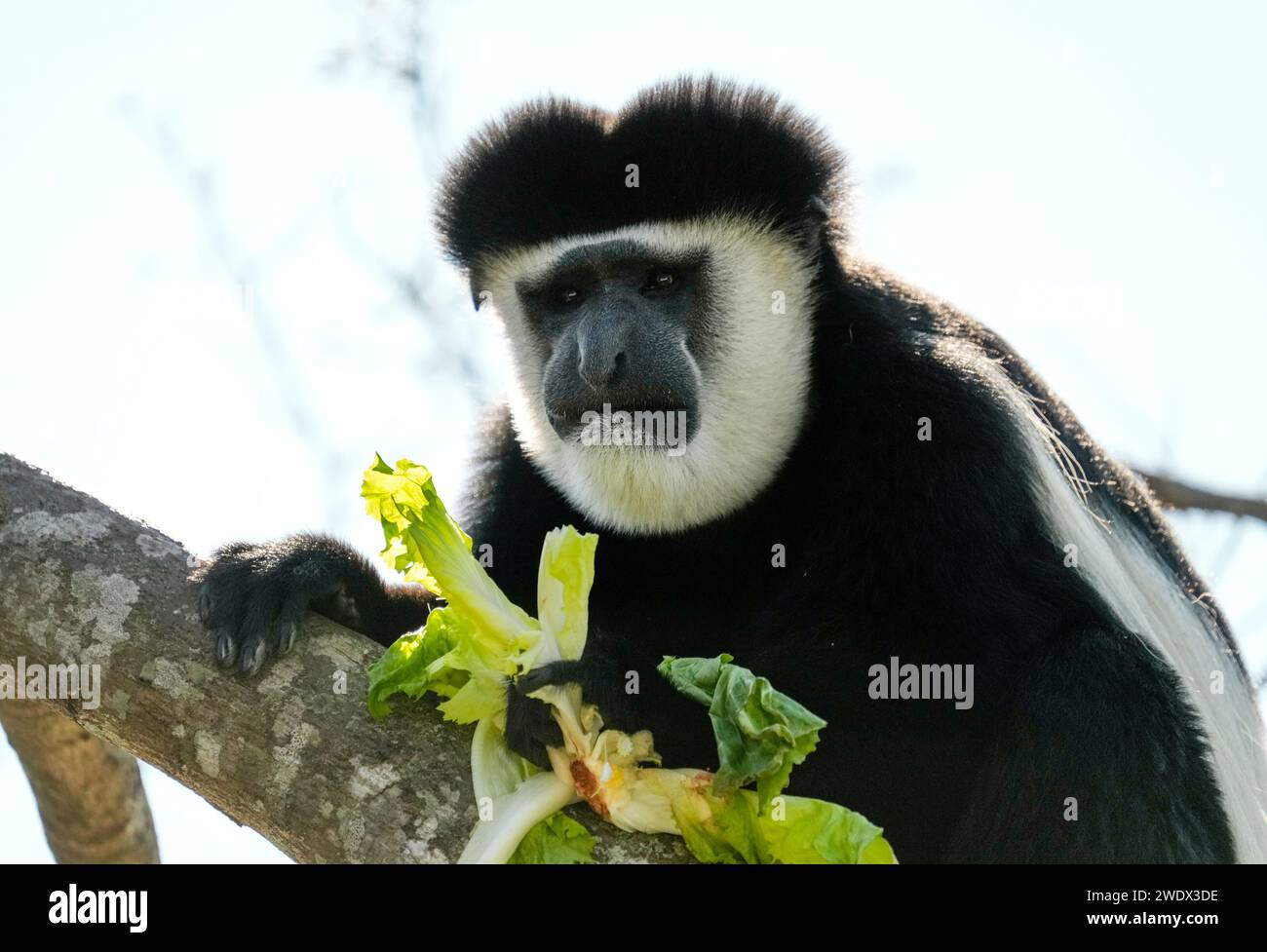 Neapel, Usa. Januar 2024. SCHWARZ-WEISSER COLOBUS-AFFE im Naples Zoo ...
