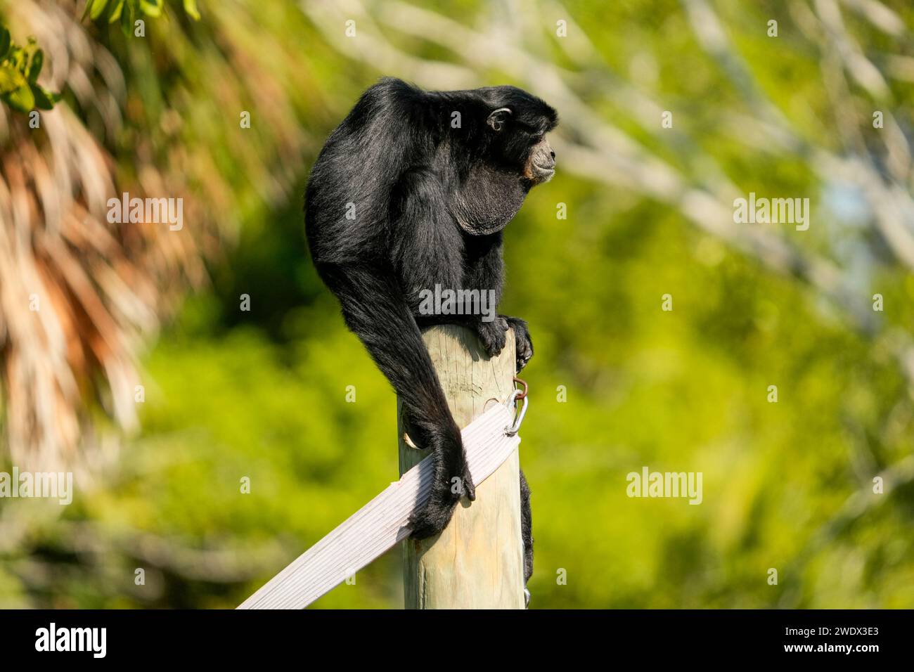 Neapel, Usa. Januar 2024. Siamang Gibbon im Naples Zoo Animal Exponate ...