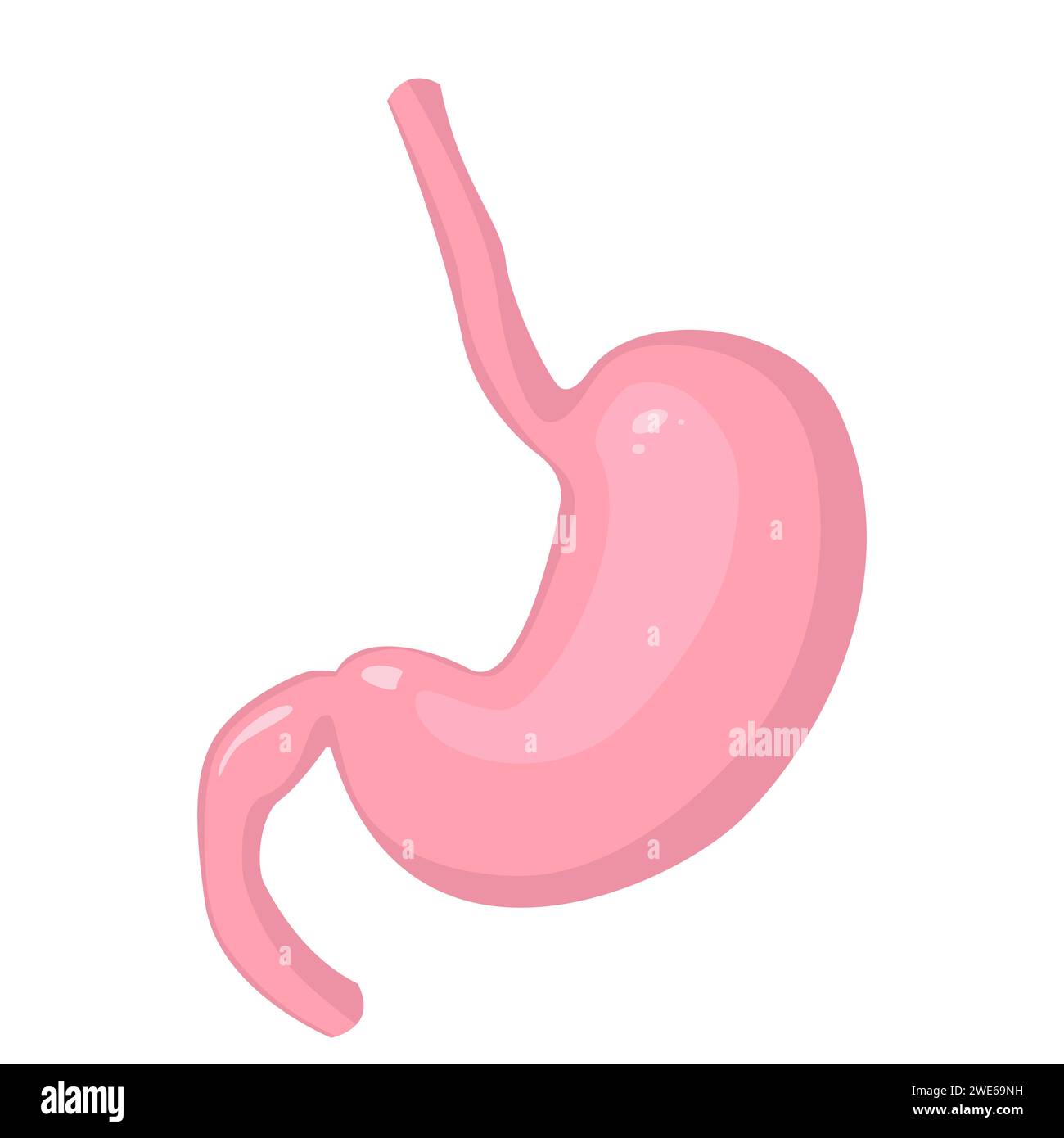 Illustration der menschlichen Anatomie für atlas, Lehrbuch oder ...