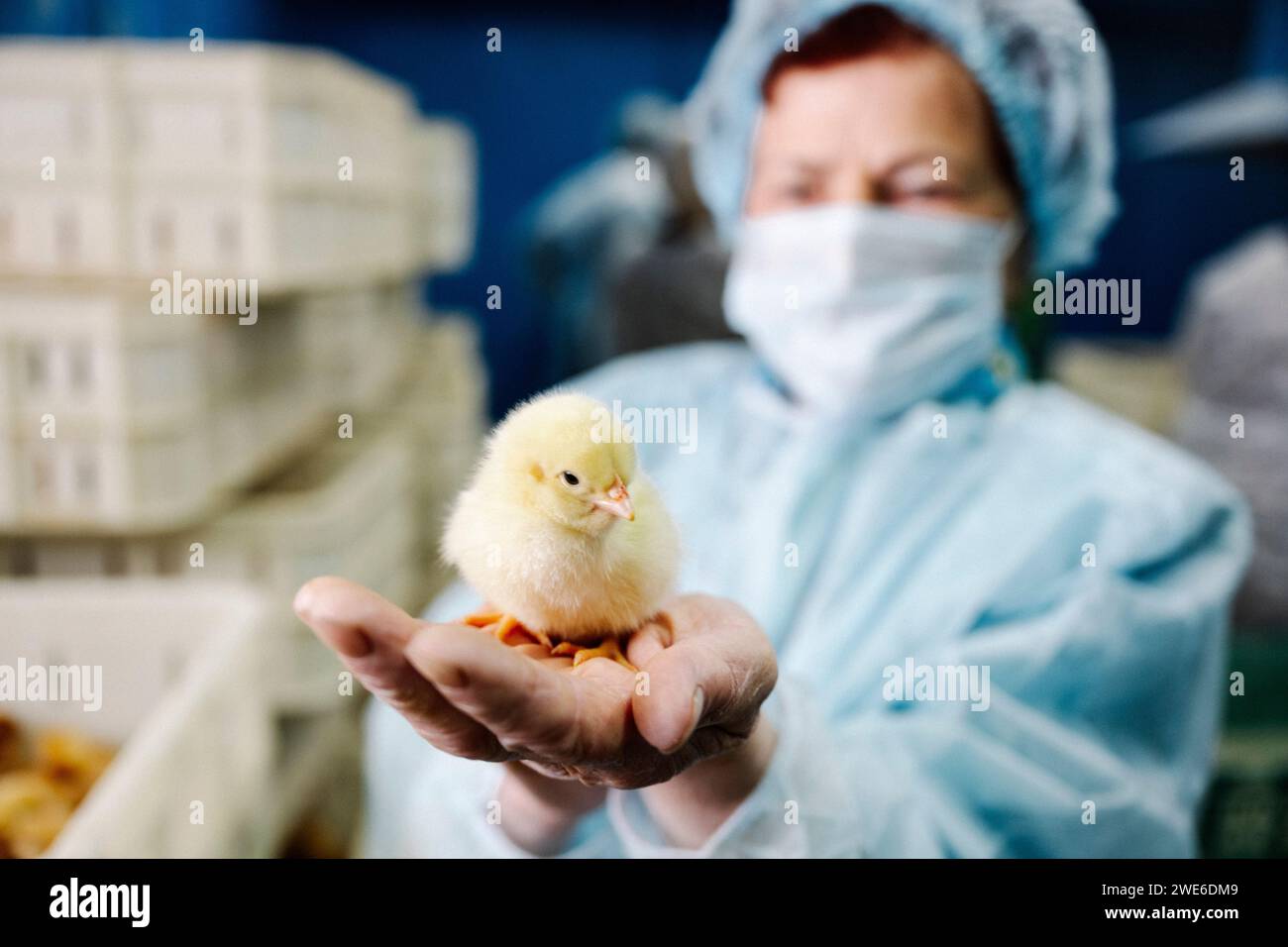 Huhn auf der hand -Fotos und -Bildmaterial in hoher Auflösung – Alamy