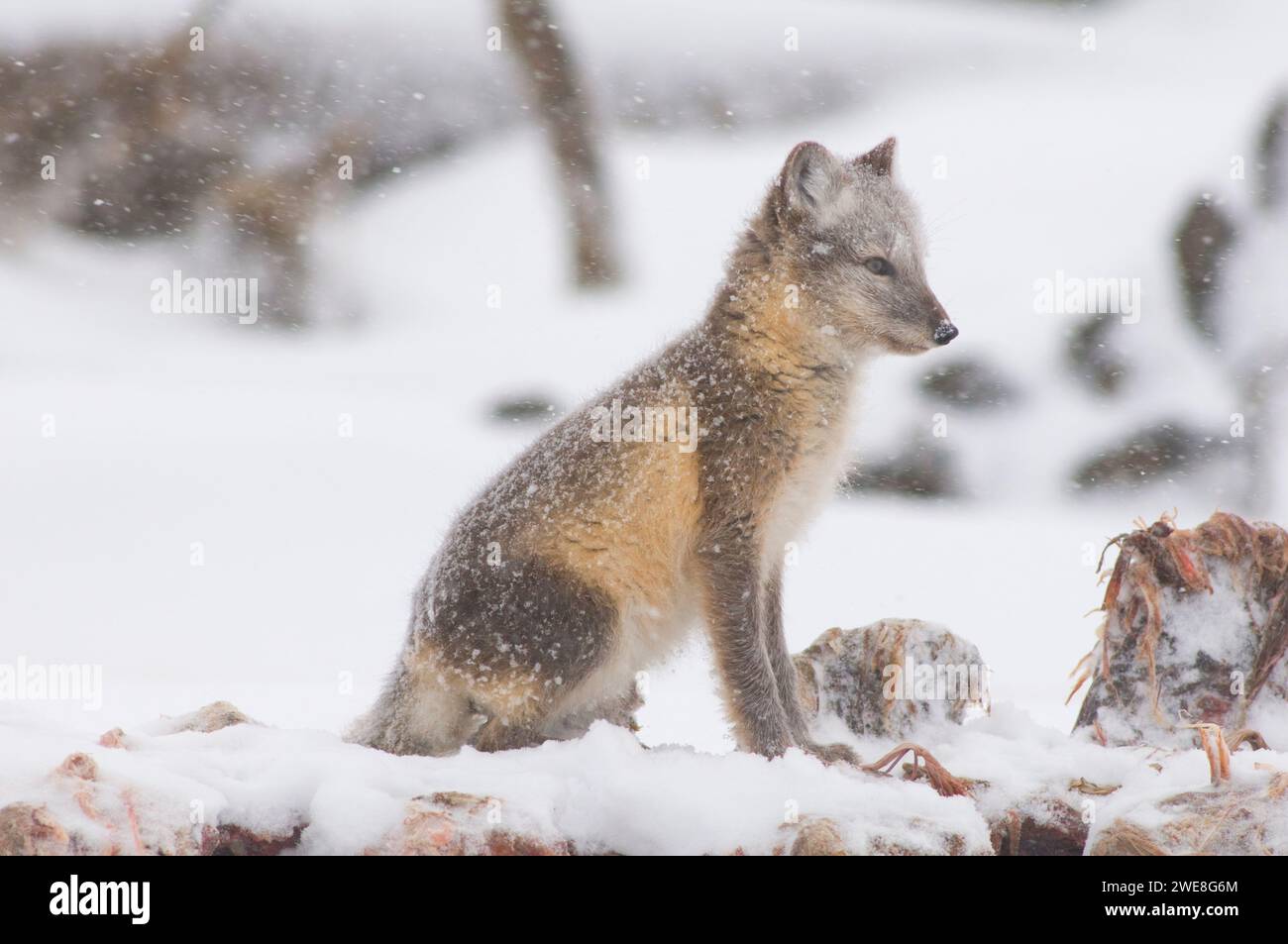 Der polarfuchs Alopex lagopus verwandelt sich in sein Winterfell und ...