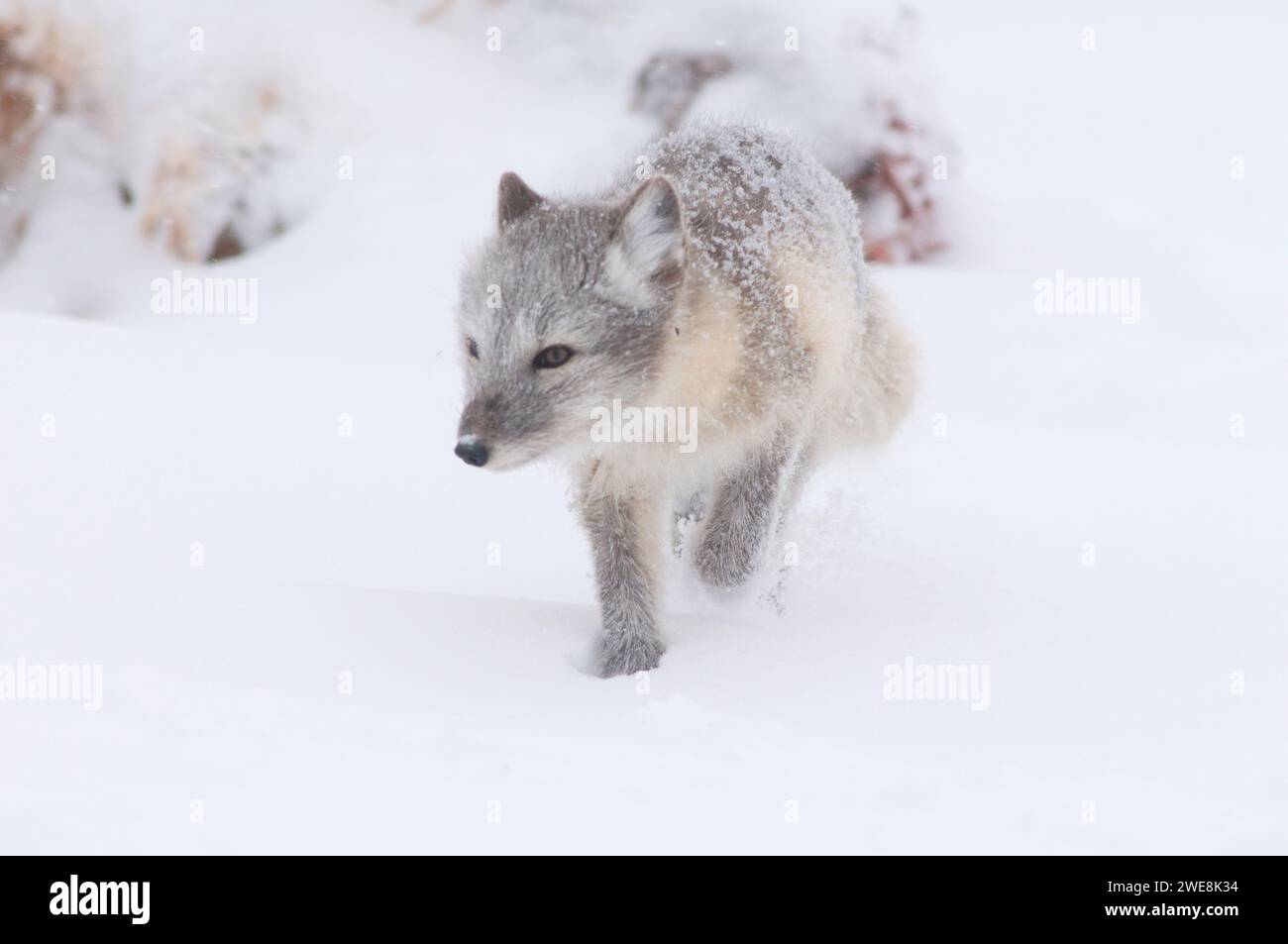 Der polarfuchs Alopex lagopus verwandelt sich in sein Winterfell und ...