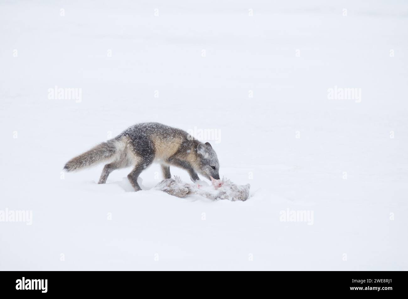 Der polarfuchs Alopex lagopus verwandelt sich in sein Winterfell und ...