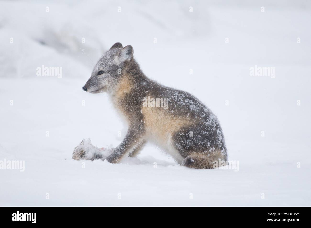 Der polarfuchs Alopex lagopus verwandelt sich in sein Winterfell und ...