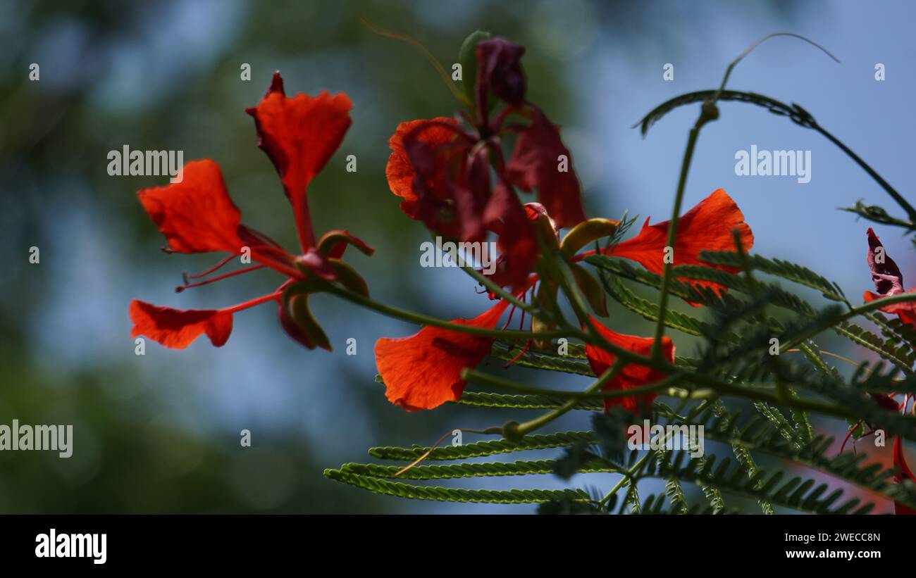 Pohon semarak api -Fotos und -Bildmaterial in hoher Auflösung – Alamy