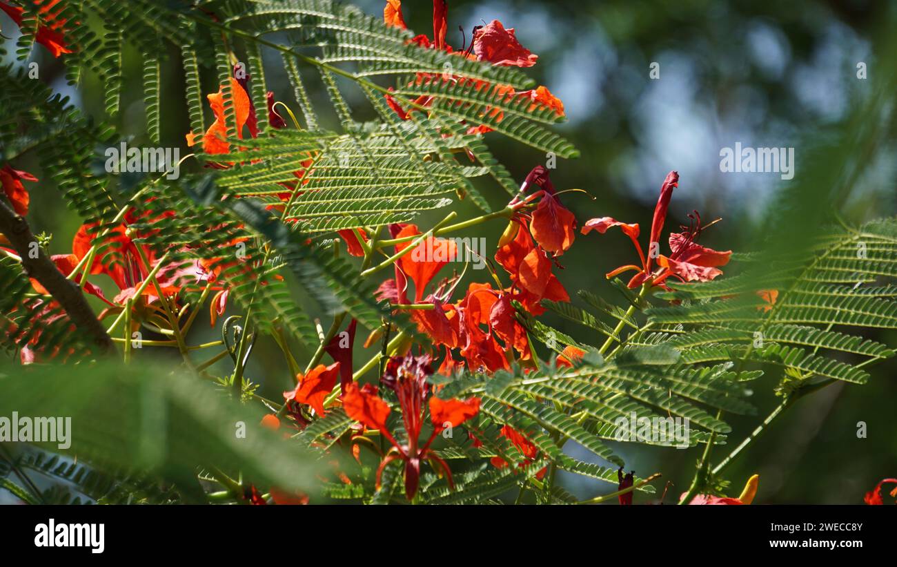 Pohon semarak api -Fotos und -Bildmaterial in hoher Auflösung – Alamy