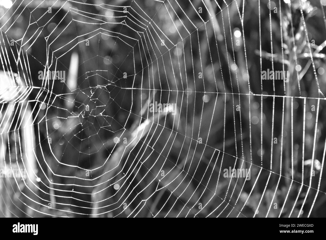 Spinne machen web Schwarzweiß-Stockfotos und -bilder - Alamy