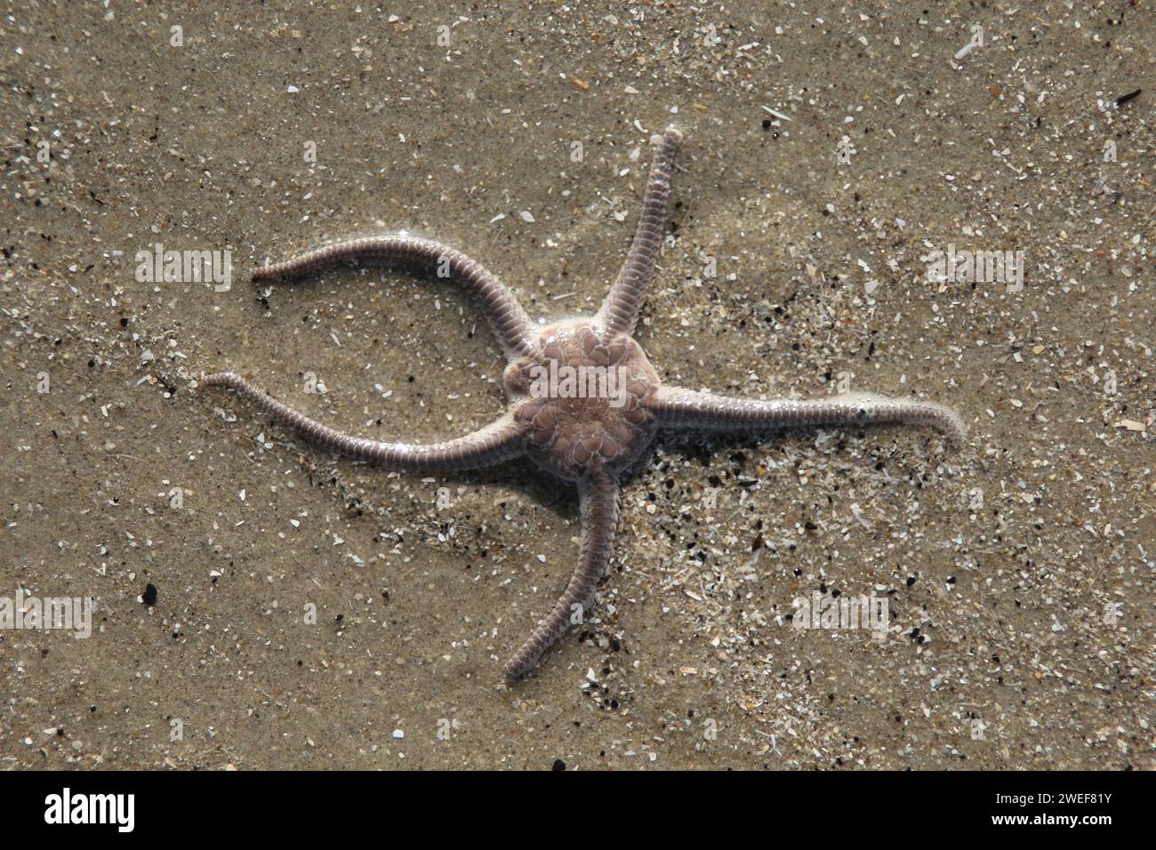 Tabladilla la estrella -Fotos und -Bildmaterial in hoher Auflösung – Alamy