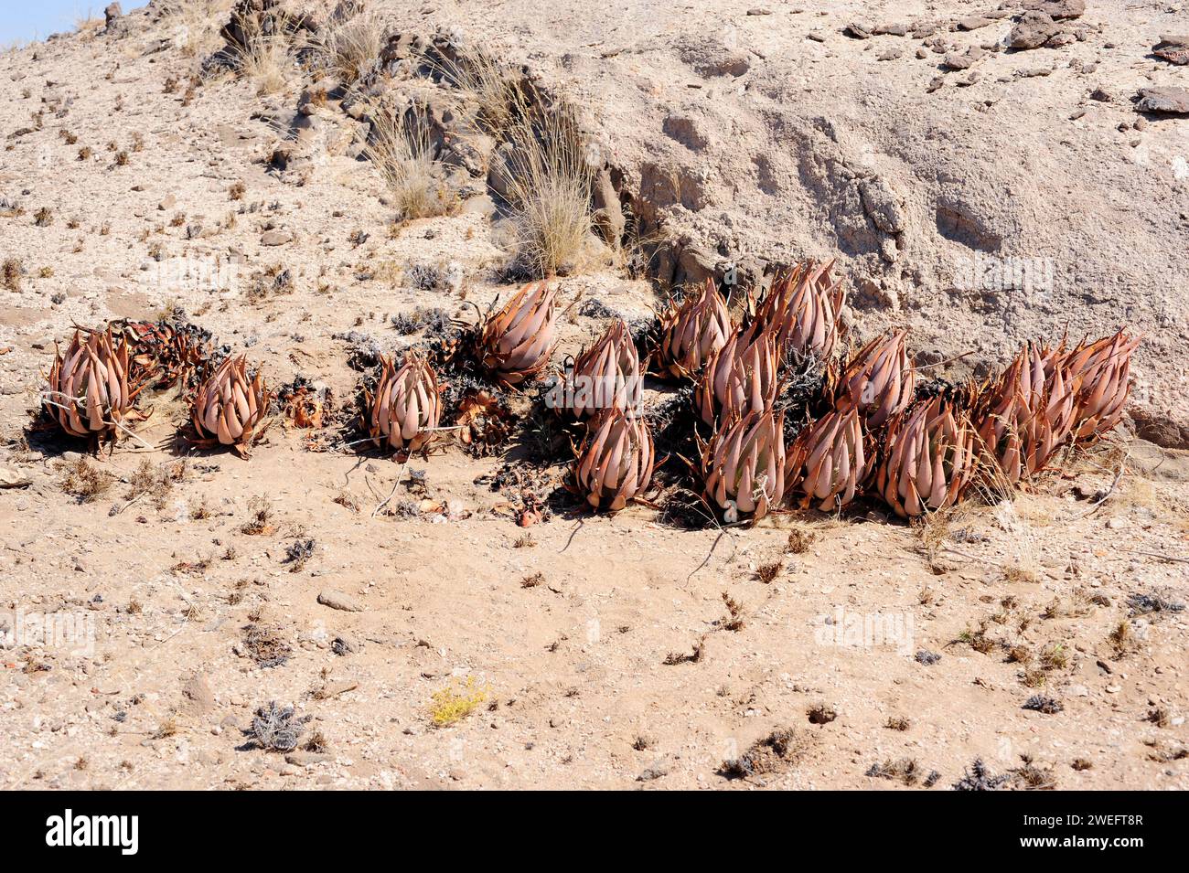 Aukoreb (Aloe asperifolia) ist eine mehrjährige, sukkulente Pflanze ...