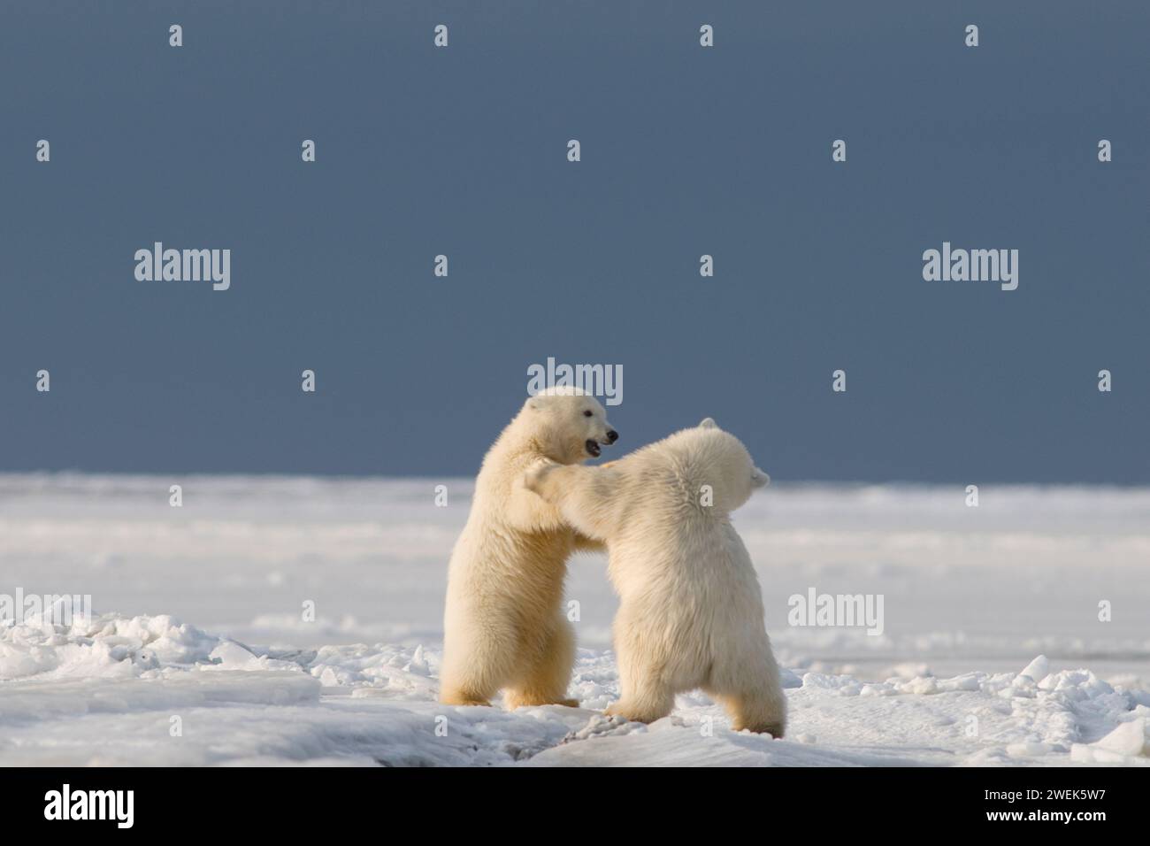 Eisbären, Ursus maritimus und Frühlingsjungen spielen auf dem sich neu ...
