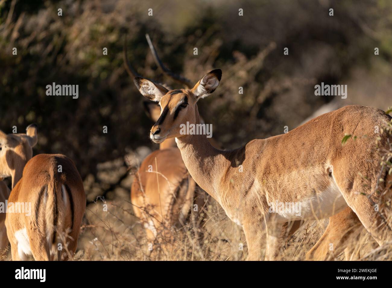 Antilopen jagen -Fotos und -Bildmaterial in hoher Auflösung – Alamy