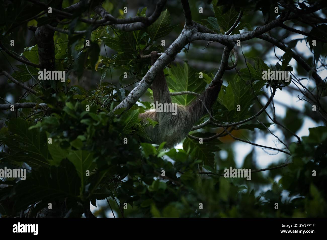 Zwei toed faultier costa rica -Fotos und -Bildmaterial in hoher ...
