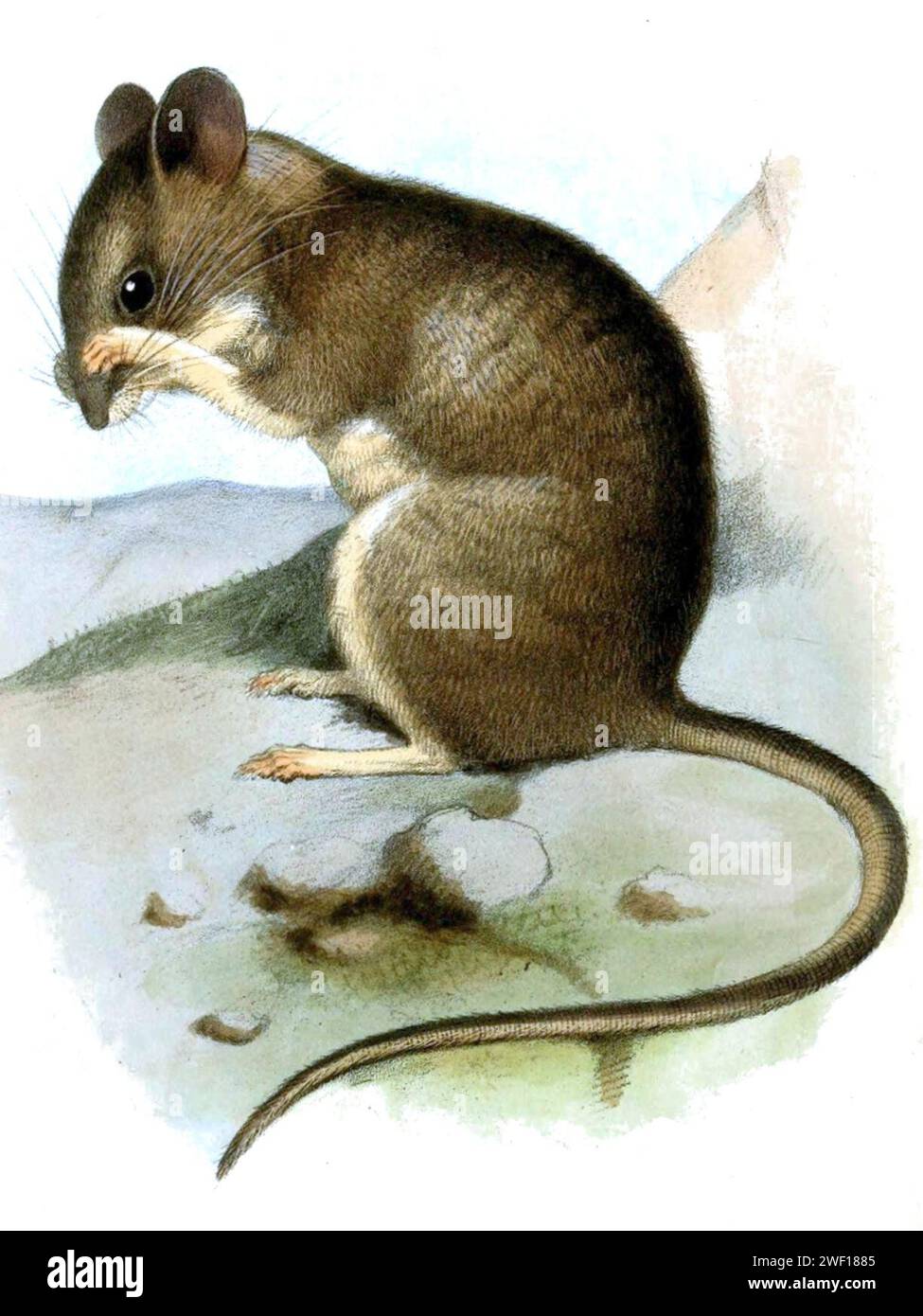 Apodemus mystacinus -Fotos und -Bildmaterial in hoher Auflösung – Alamy