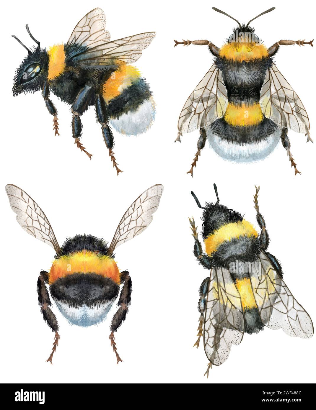 Gemalte hummel -Fotos und -Bildmaterial in hoher Auflösung – Alamy