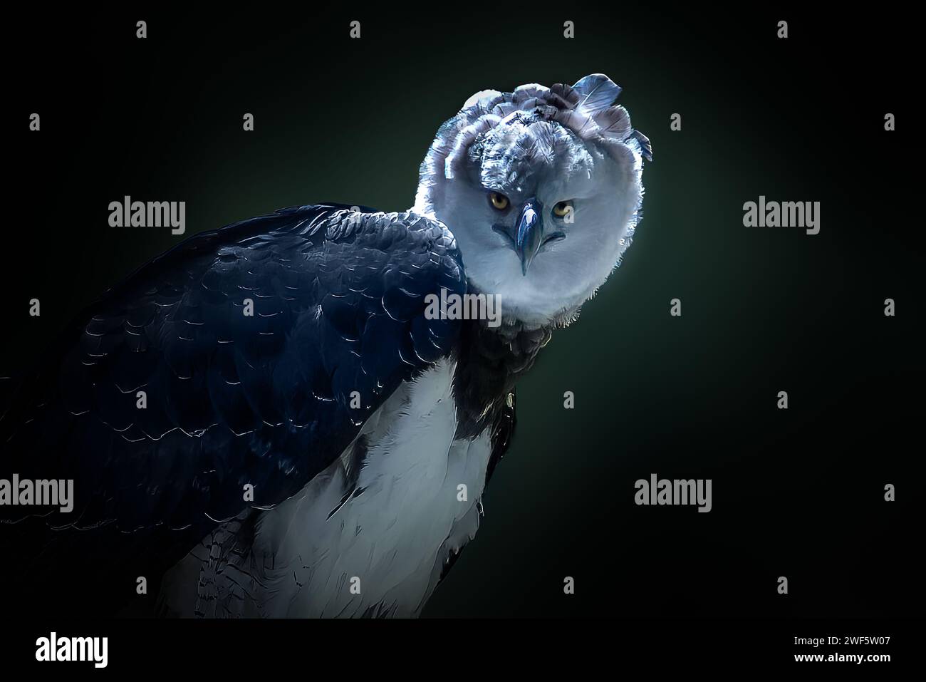 Harpy eagle eagle rainforest eagle -Fotos und -Bildmaterial in hoher ...