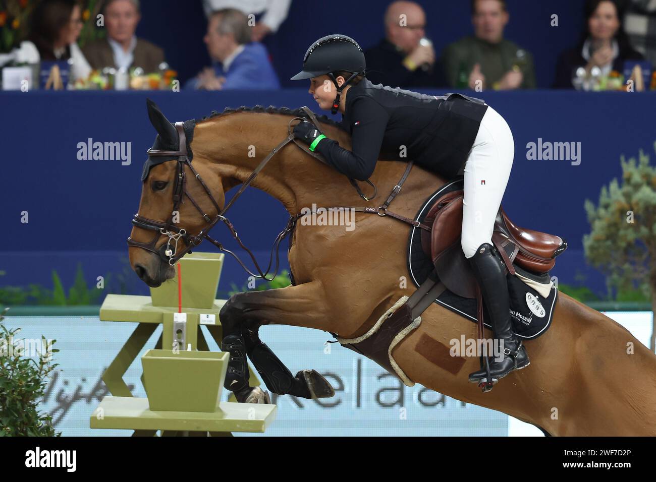 AMSTERDAM, NIEDERLANDE - 28. JANUAR: Kim Emmen (NED) Macho V beim ...
