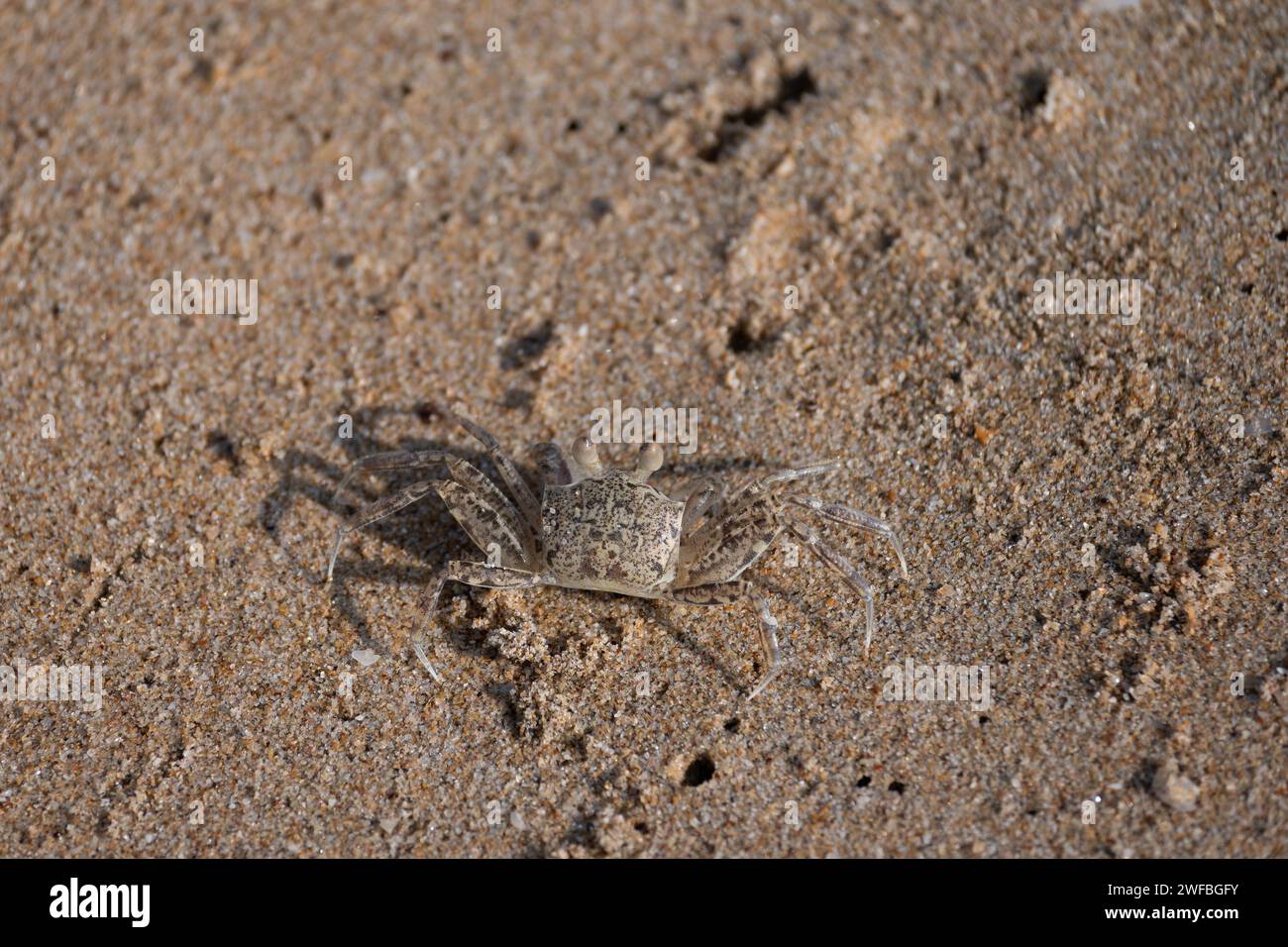 Krebs strand -Fotos und -Bildmaterial in hoher Auflösung – Alamy