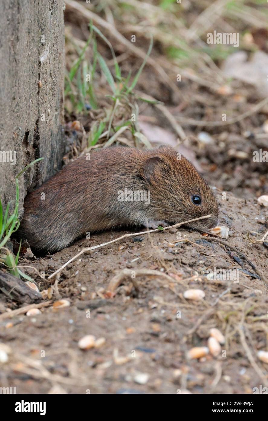 Stumpf kommt versteckt heraus -Fotos und -Bildmaterial in hoher ...