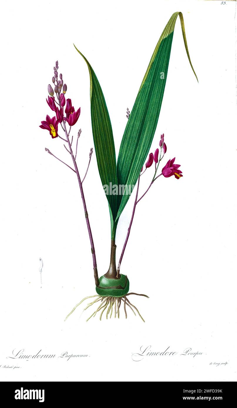 Letia purpurea syn Limodorum purpureum, auch bekannt als Kiefernrosa ...