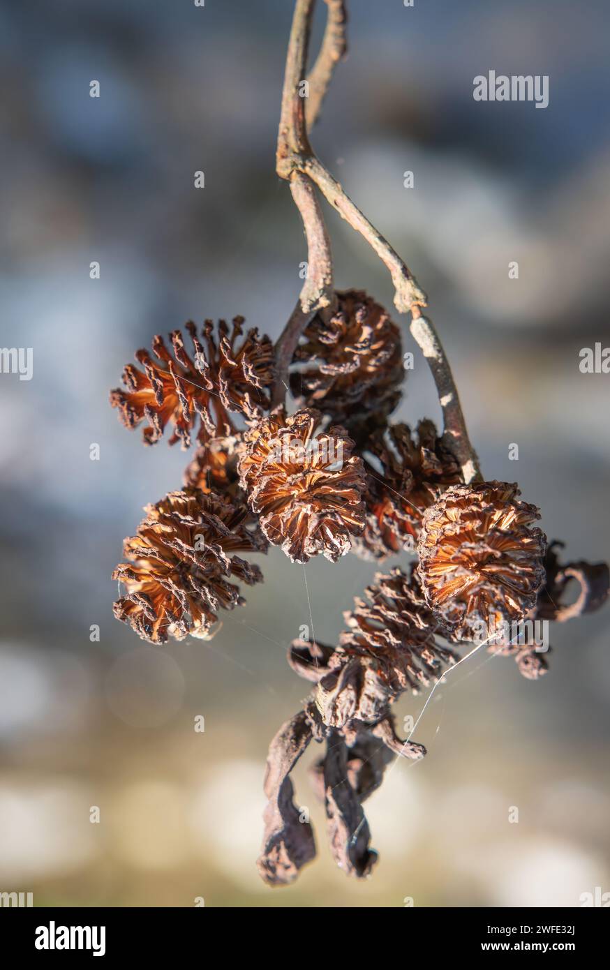Alder alnus incana tree branch -Fotos und -Bildmaterial in hoher ...